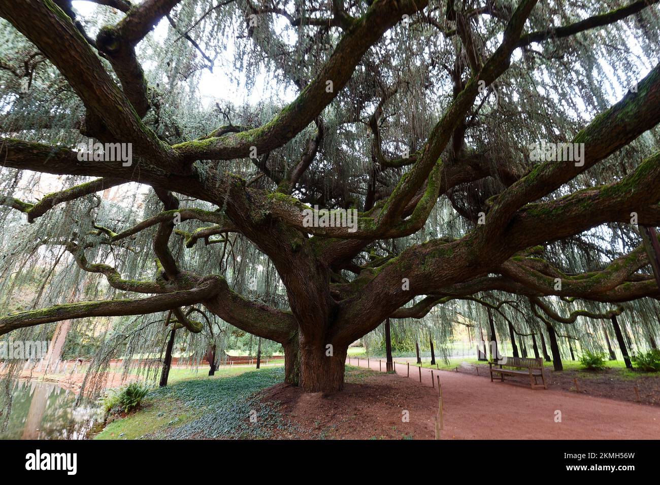 Giant atlas cedar hi-res stock photography and images - Alamy