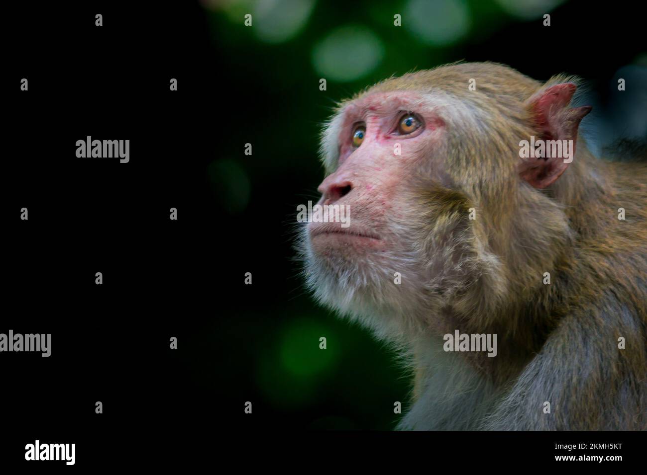 Rhesus macaque monkey are familiar brown primates or apes with red ...