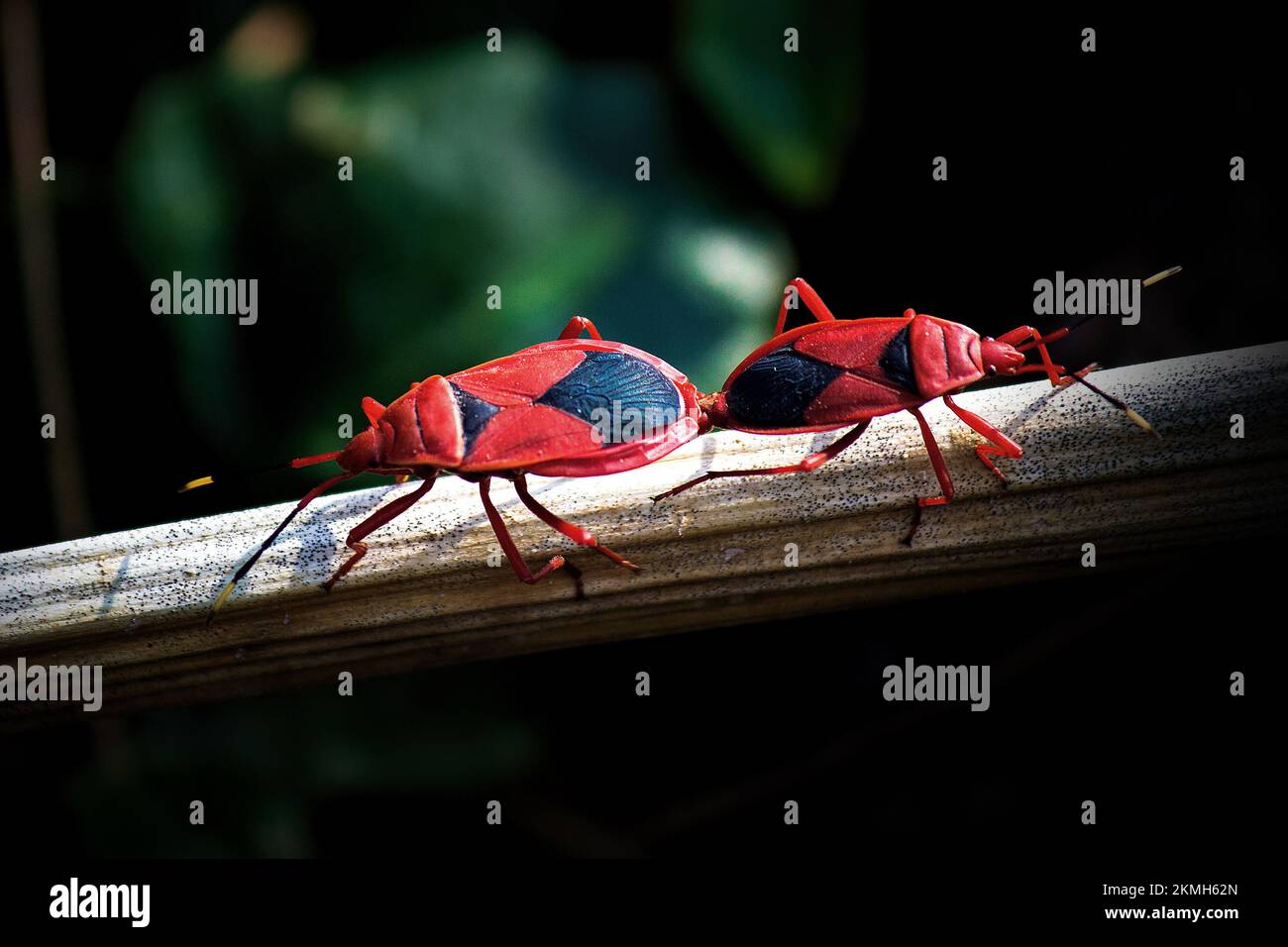Two A blister beetle bugs mating with each other Stock Photo - Alamy