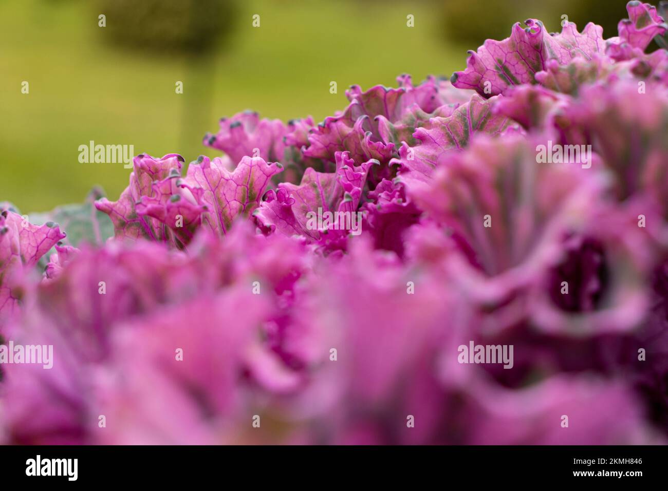 Ornamental kale growing in hi-res stock photography and images - Alamy