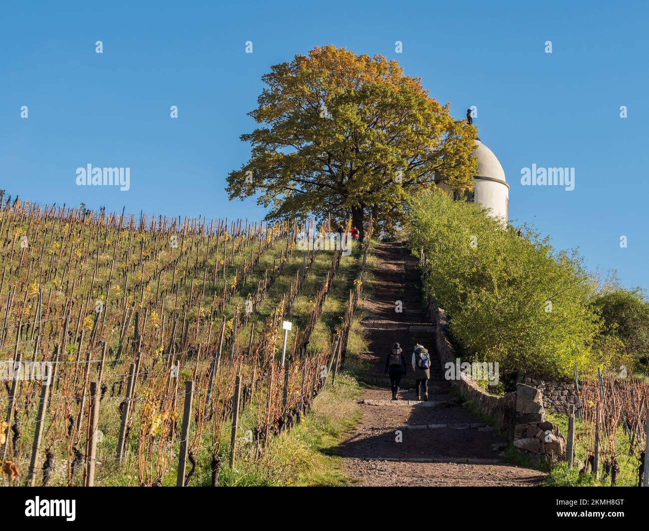 Path up to tower Jacobstein, vineyard at castle Wackerbarth, Radebeul ...