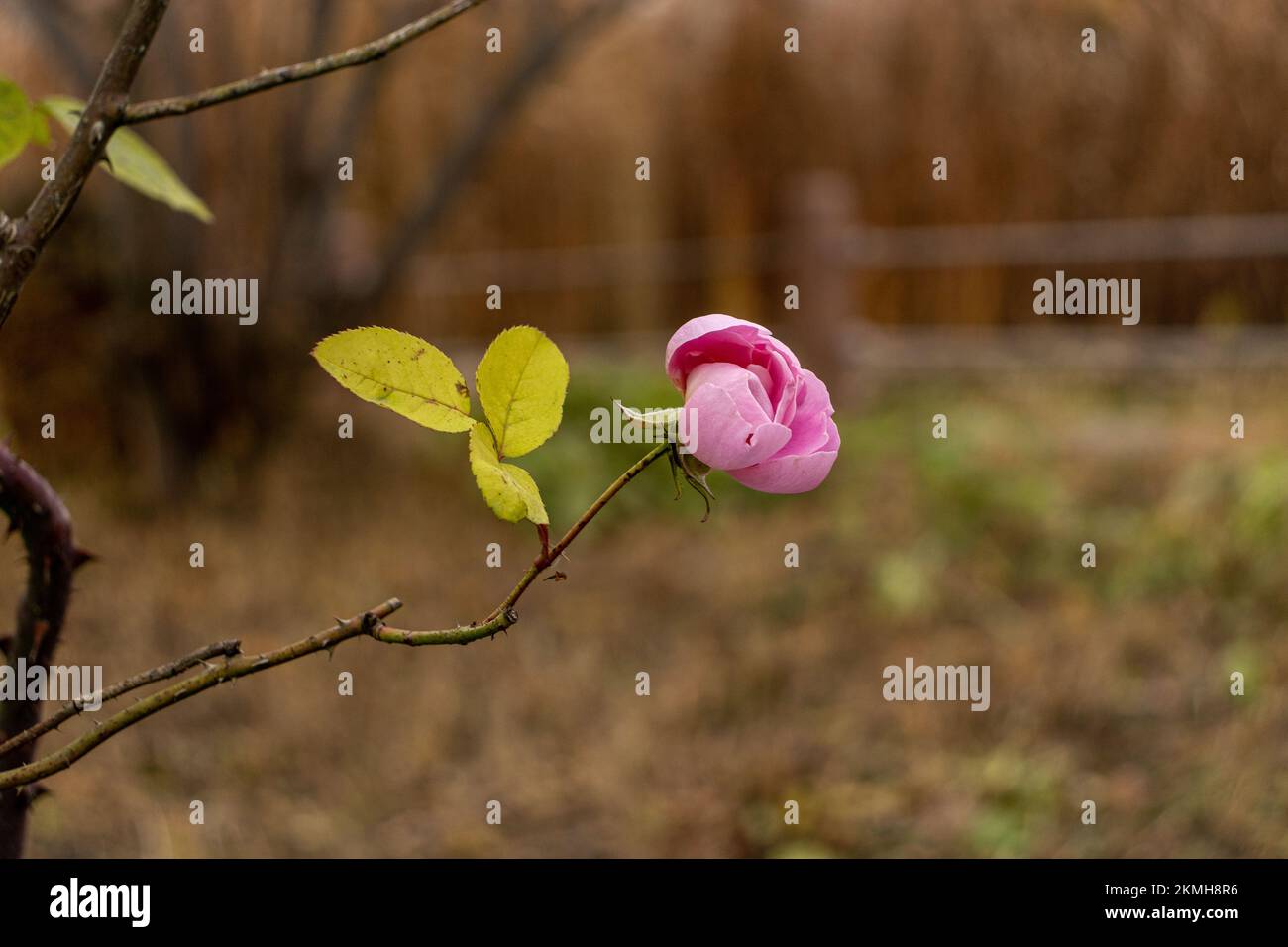 Rose petals in bed hi-res stock photography and images - Alamy