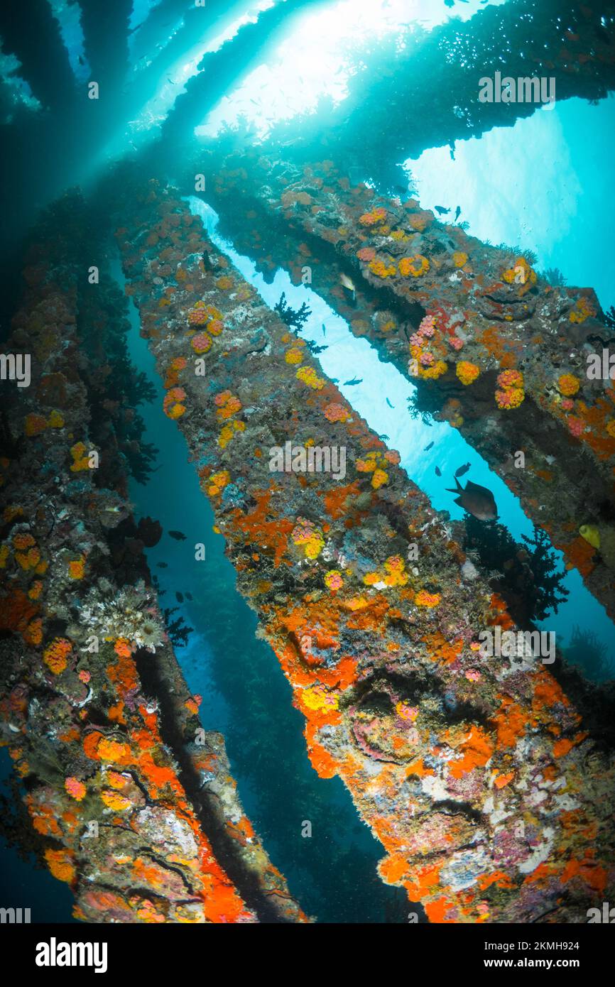 Underwater landscape of corals growing on the columns below port marina ...