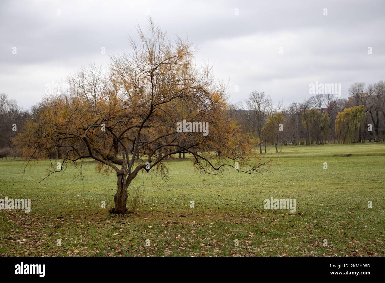 Unusual view of tree hi-res stock photography and images - Alamy