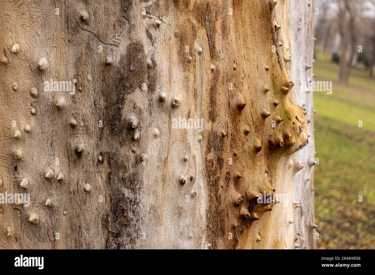 An old tree with bark coming off of it Stock Photo - Alamy