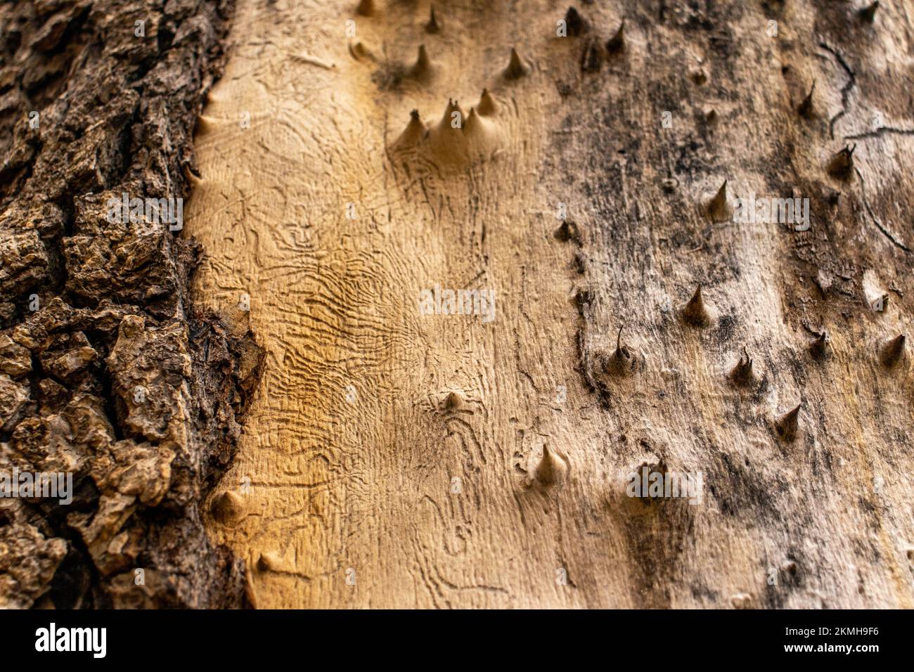 An old tree with bark coming off of it Stock Photo - Alamy