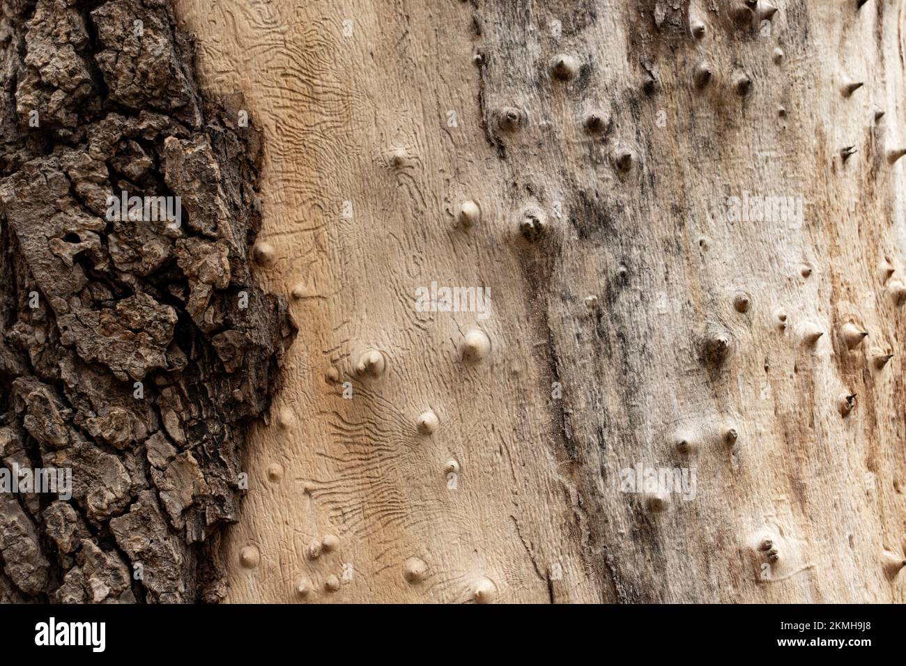 An old tree with bark coming off of it Stock Photo - Alamy