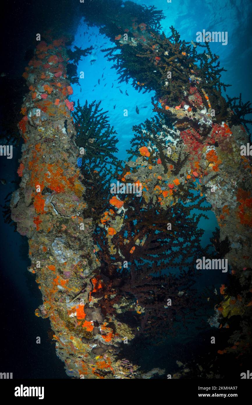 Underwater landscape of corals growing on the columns below port marina ...