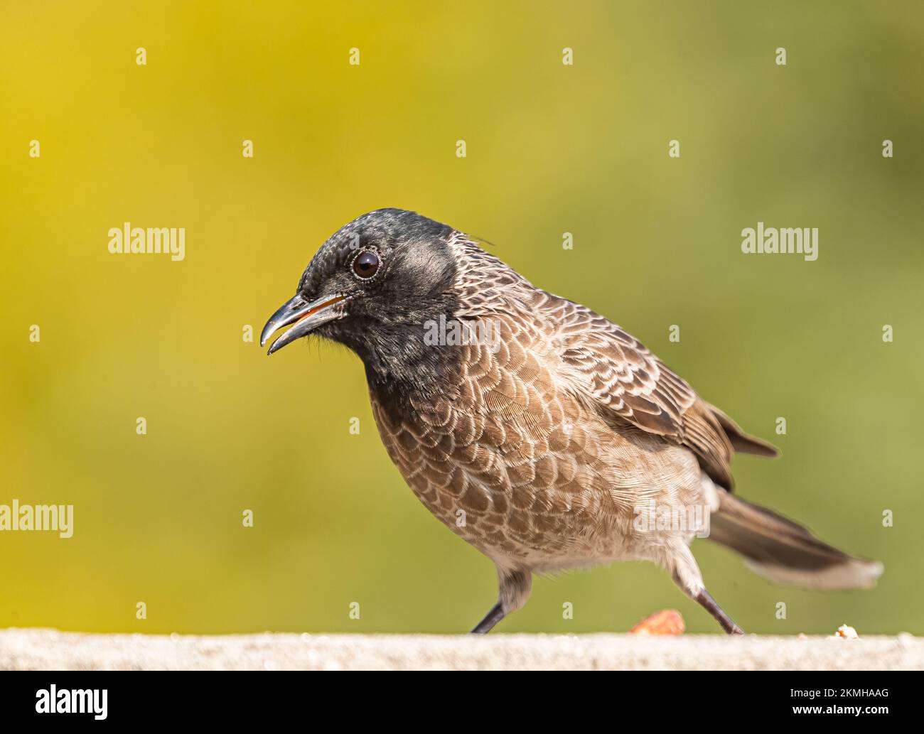 A Red vented Bulbul with a food in mouth Stock Photo - Alamy