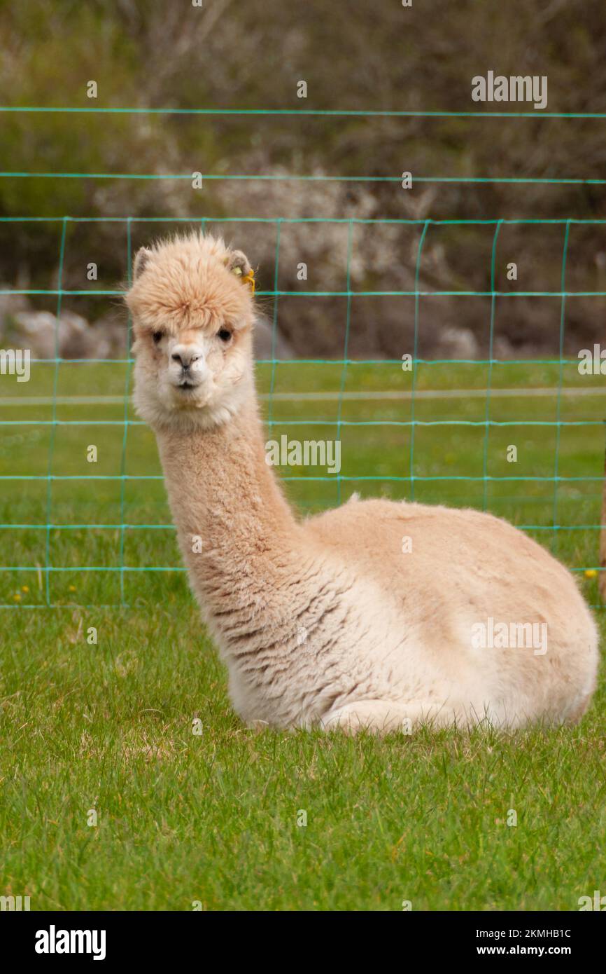 A view of beautiful white alpaca in a garden with fresh grass Stock ...