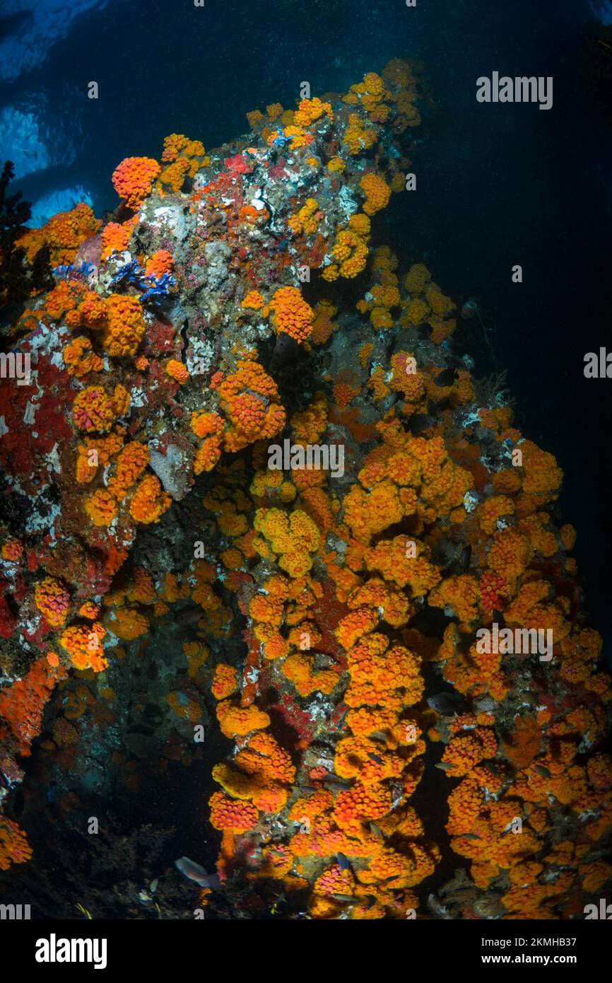 Underwater landscape of corals growing on the columns below port marina ...