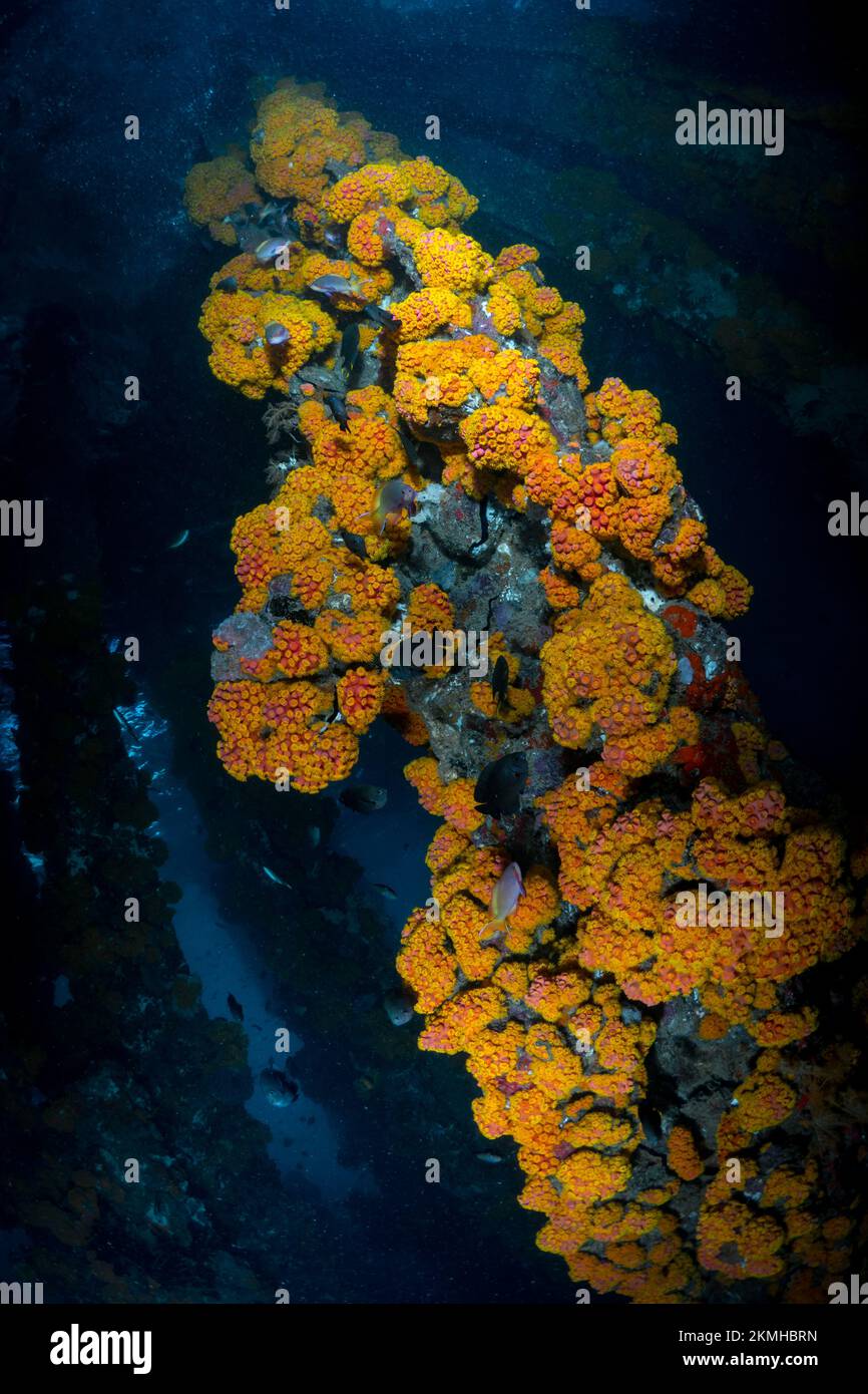 Underwater landscape of corals growing on the columns below port marina ...
