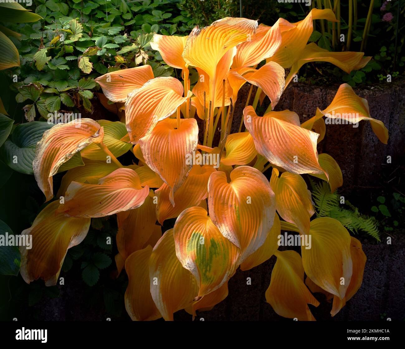 Autumn Hosta with golden yellow leaves Stock Photo - Alamy