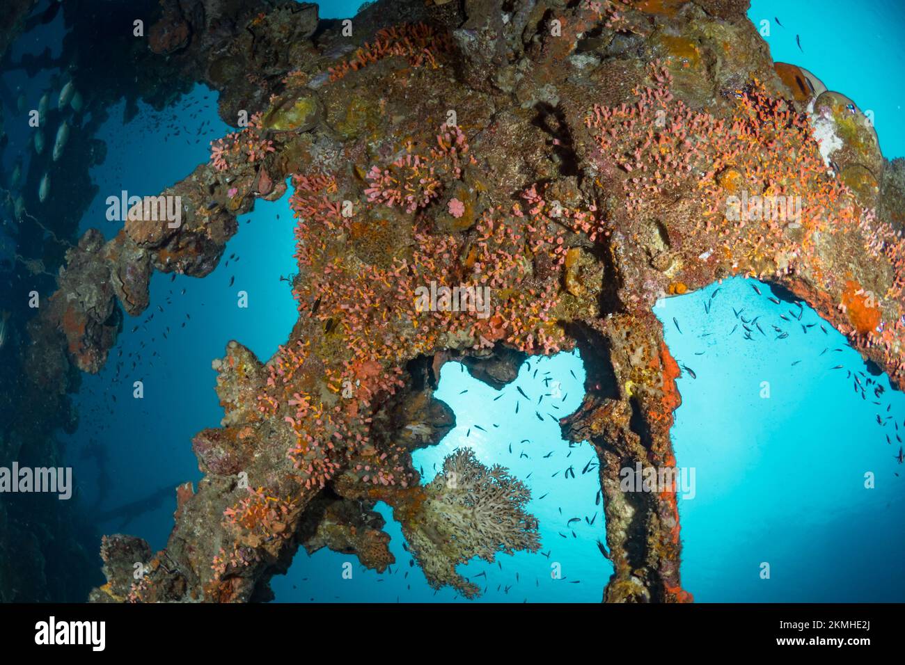 Underwater landscape of corals growing on the columns below port marina ...