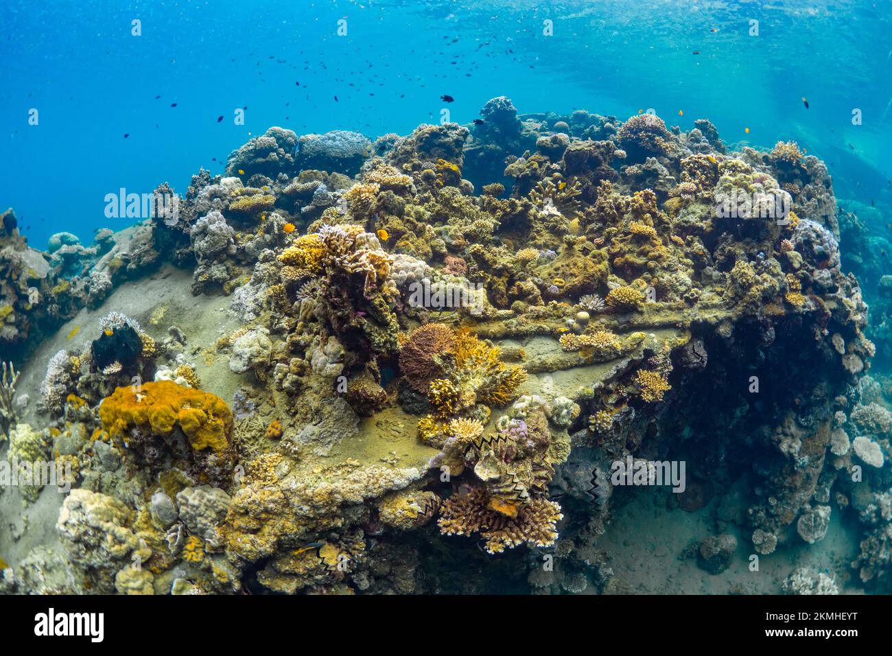 Underwater landscape of corals growing on the columns below port marina ...