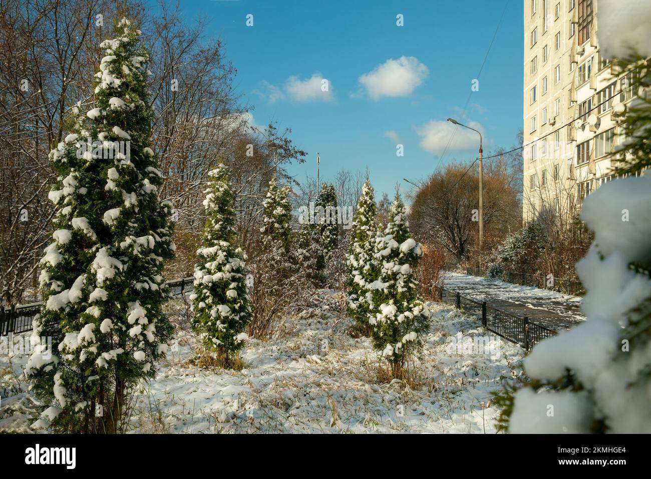 First snow in Scandinavian (Poland, Russia, Ukraine) country - spruces ...