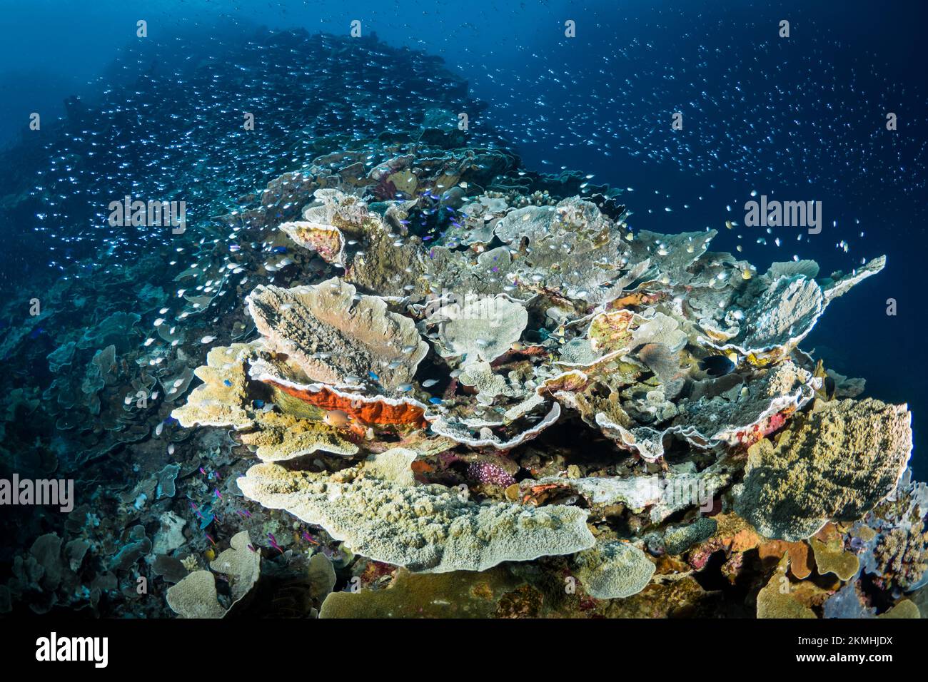 Biodiversity of coral reef system - Asortment of tropical reef fish ...