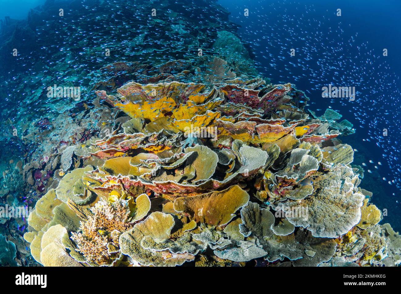 Biodiversity of coral reef system - Asortment of tropical reef fish ...
