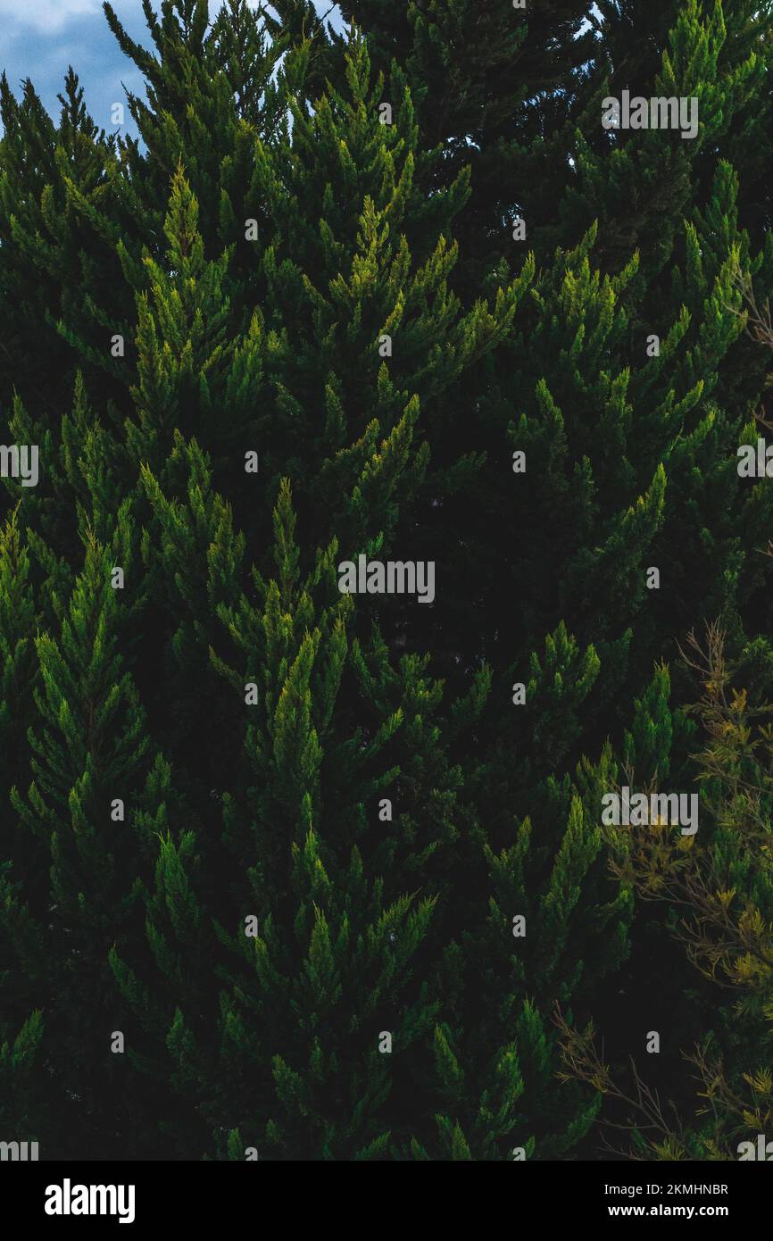 A vertical shot of evergreen tree branches Stock Photo - Alamy
