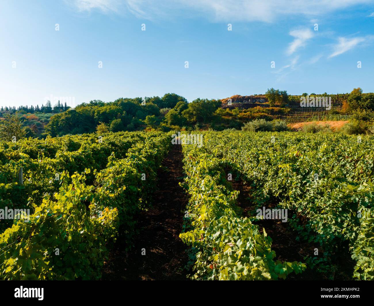 Sicilian vineyards with Etna volcano eruption at background in Sicily ...