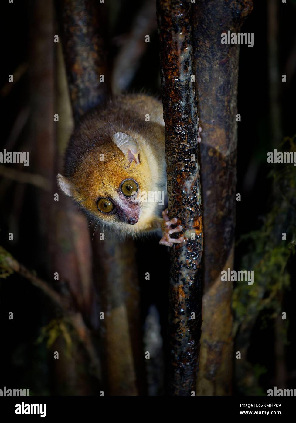 Brown mouse hi-res stock photography and images - Alamy