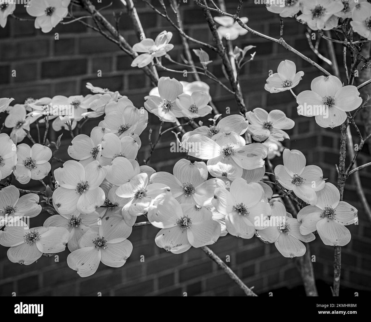 A tree branch with beautiful blossoms in grayscale Stock Photo - Alamy