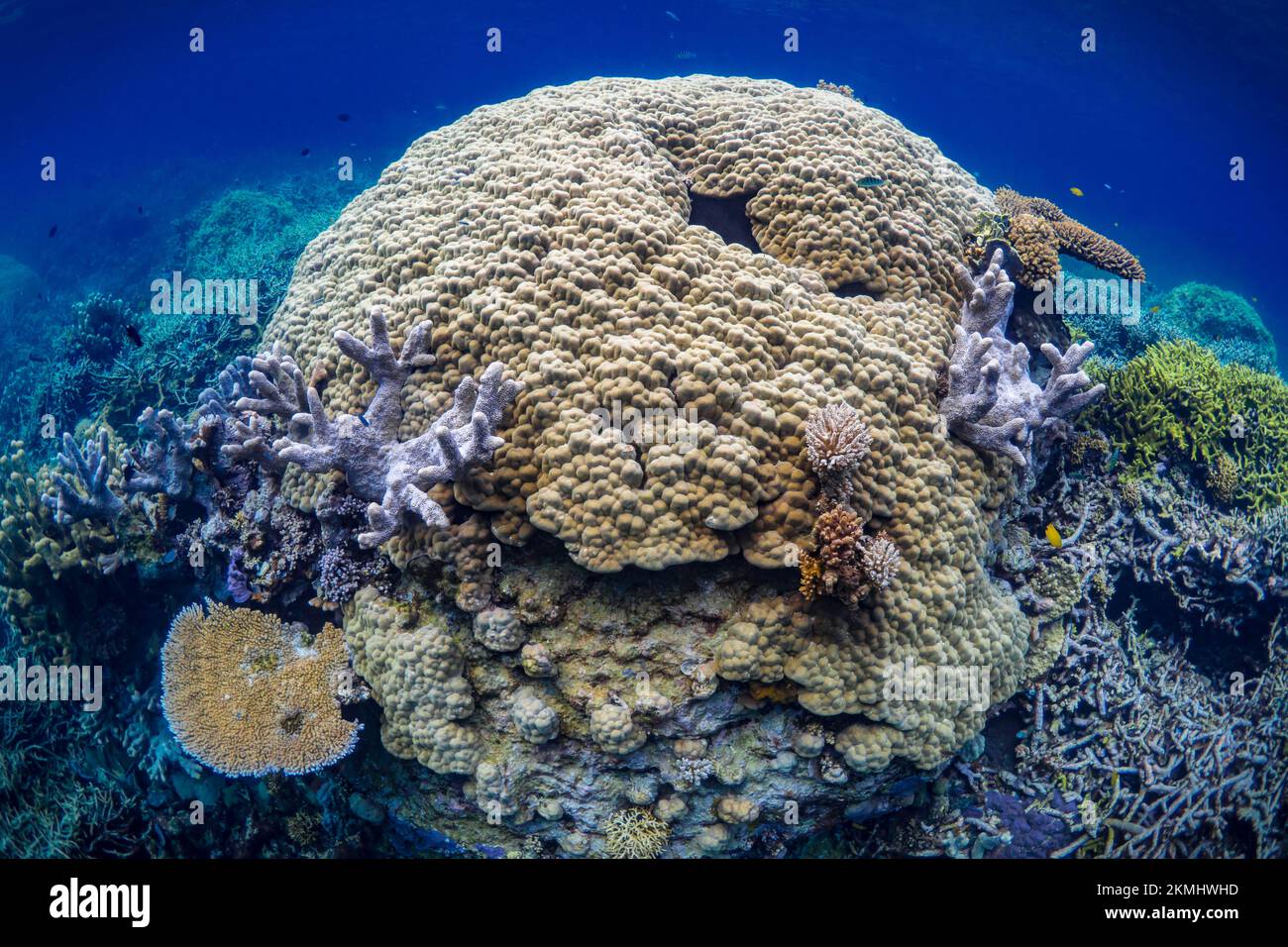 Healthy colorful coral reef in the aIndon pacific Stock Photo - Alamy