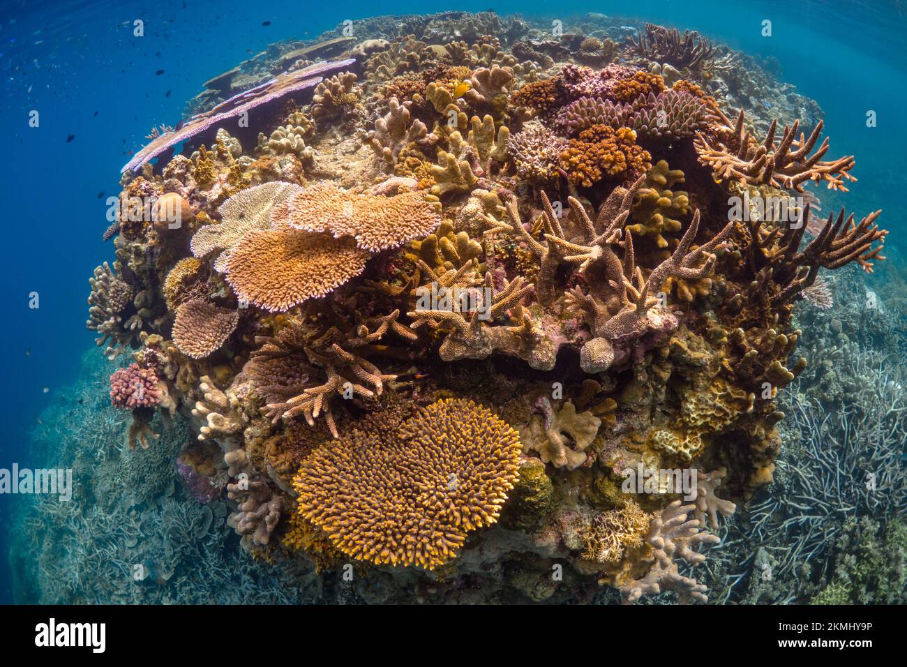 Healthy colorful coral reef in the aIndon pacific Stock Photo - Alamy