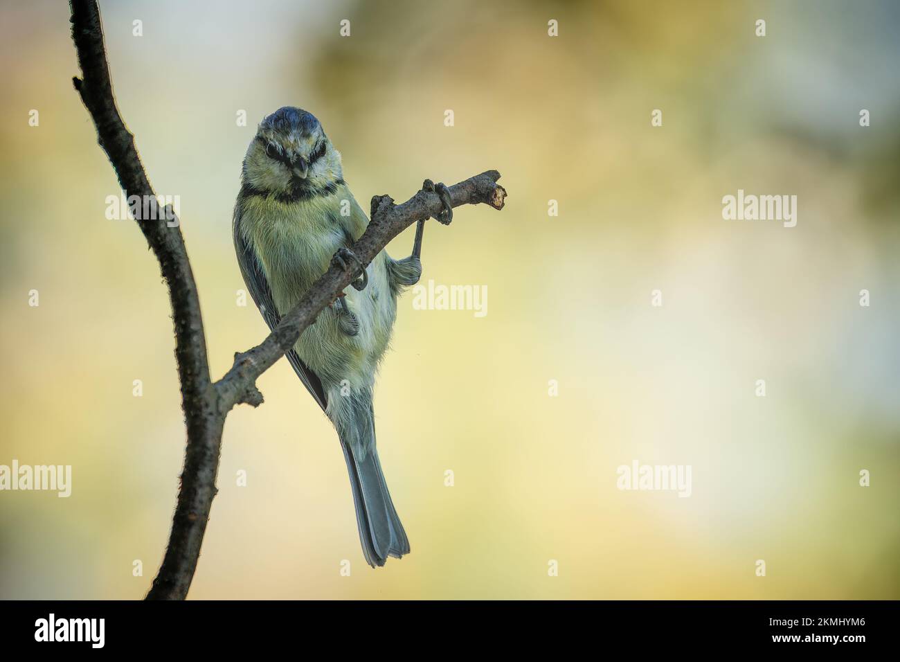 A blue tit bird perching on a tree branch against a blurred background ...
