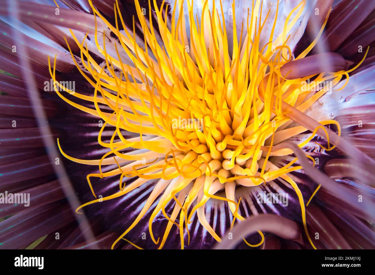 Finding underwater invertebrates on coral reef in the pacific Ocean ...