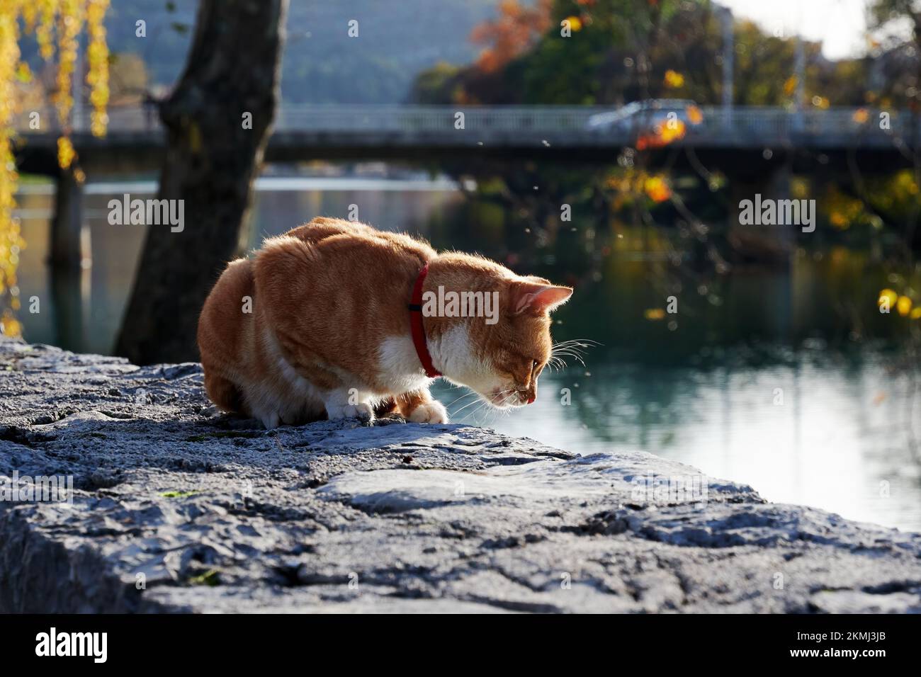 Small orange cat gazing into river water from the concrete border ...