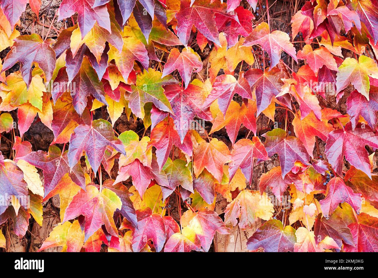 Fall foliage background with colorful maple leafs. Abstract seasonal ...