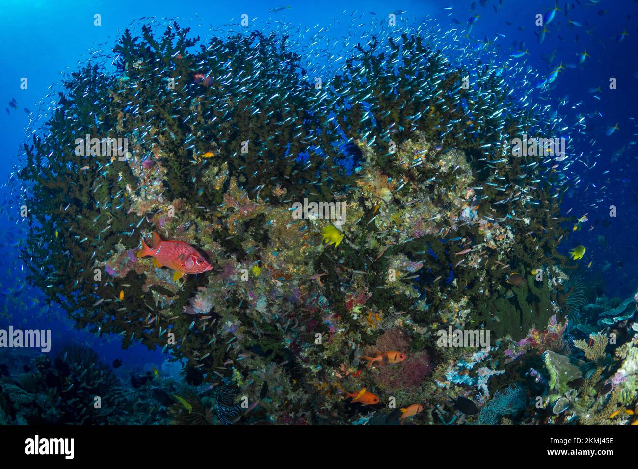 Biodiversity of coral reef system - Asortment of tropical reef fish ...