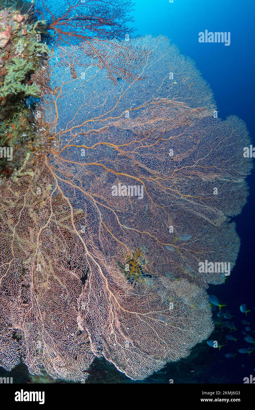 Corals png hi-res stock photography and images - Alamy