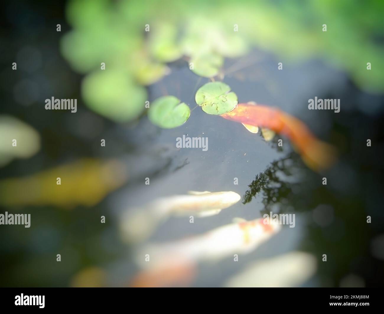 Koi fish in the quiet pond. 3D rendering Stock Photo - Alamy