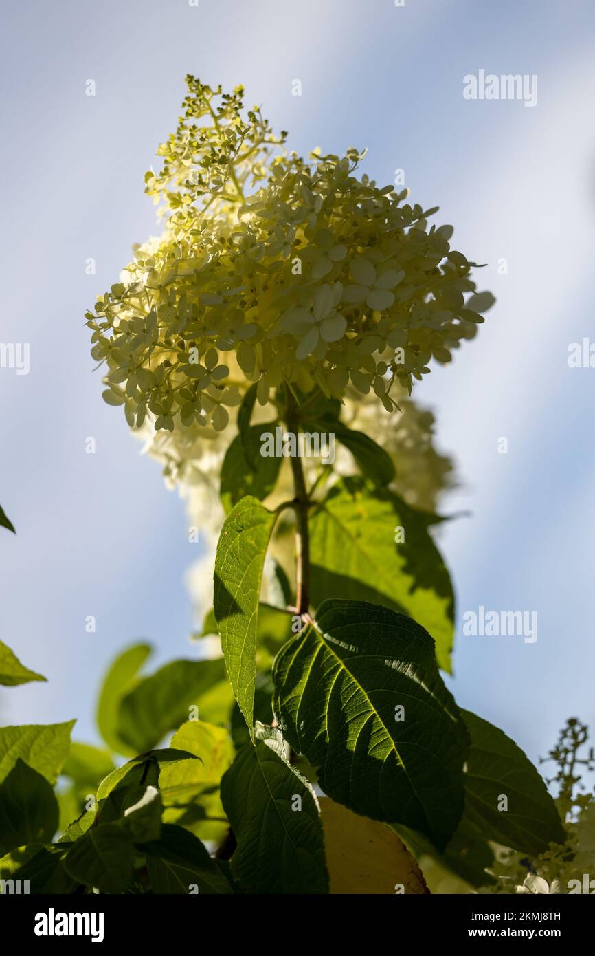 A Hydrangea branch with white flowers at the end Stock Photo - Alamy