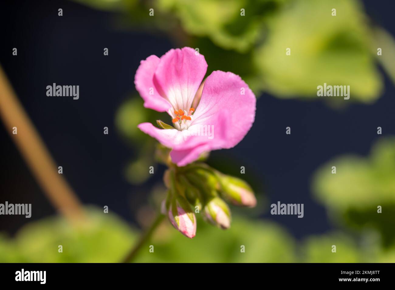 Light pink and white geranium flower with unbloomed buds on the same ...