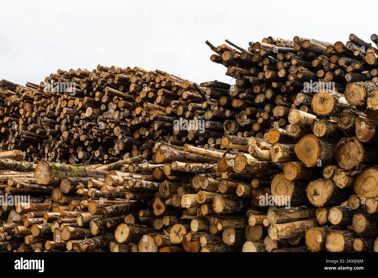 A beautiful background view of pile of cut tree trunks Stock Photo - Alamy