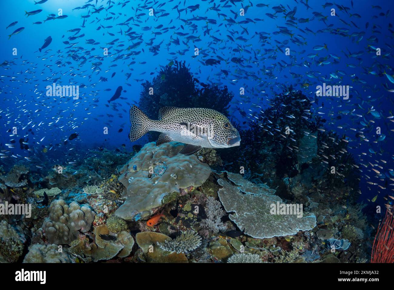 Biodiversity of coral reef system - Asortment of tropical reef fish ...