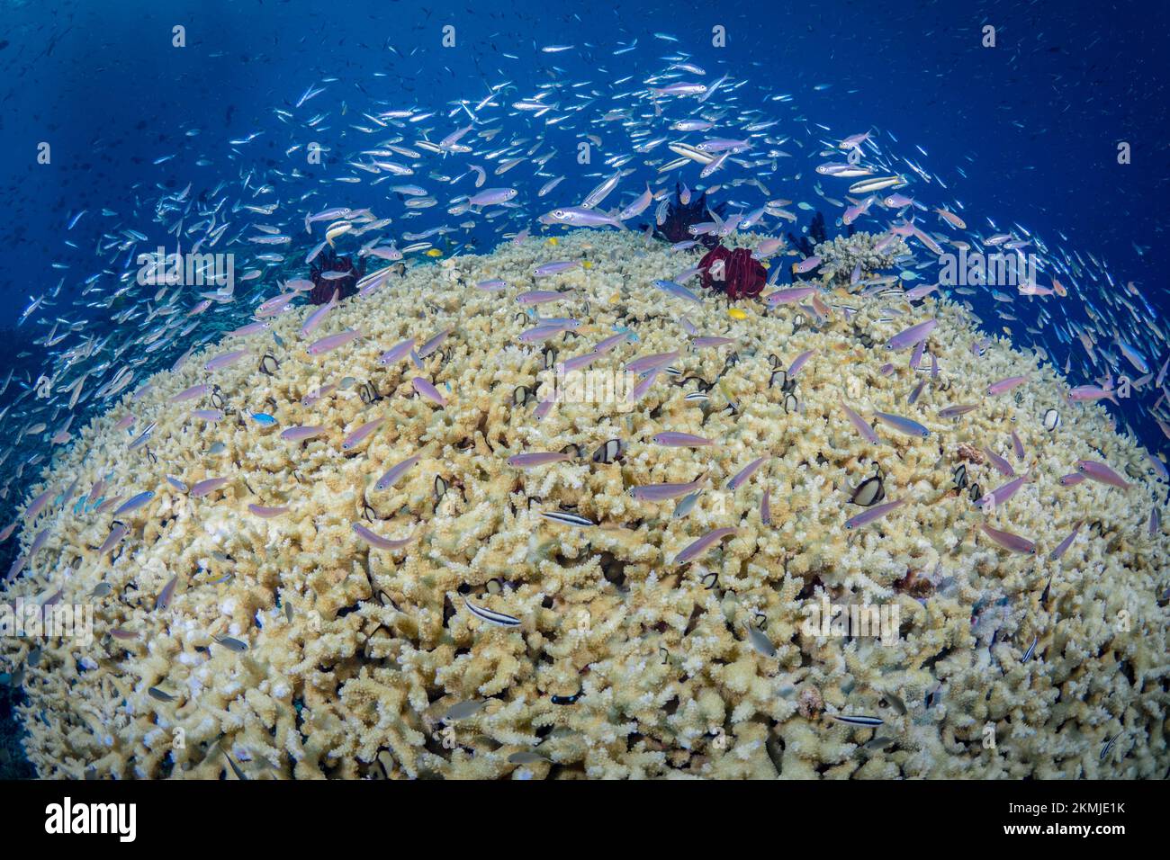 Biodiversity of coral reef system - Asortment of tropical reef fish ...