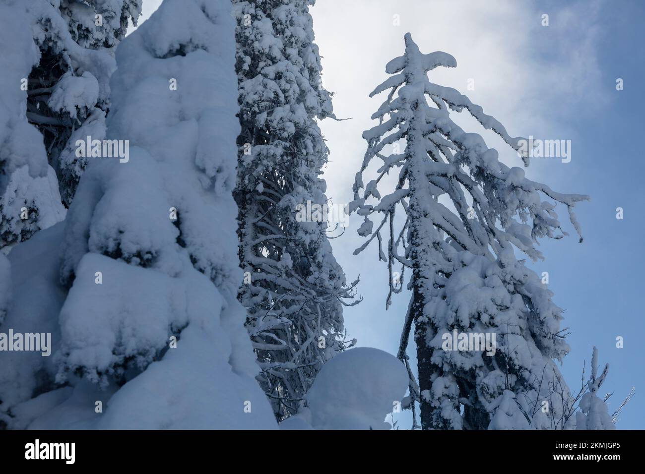 Old spruce tree hi-res stock photography and images - Alamy