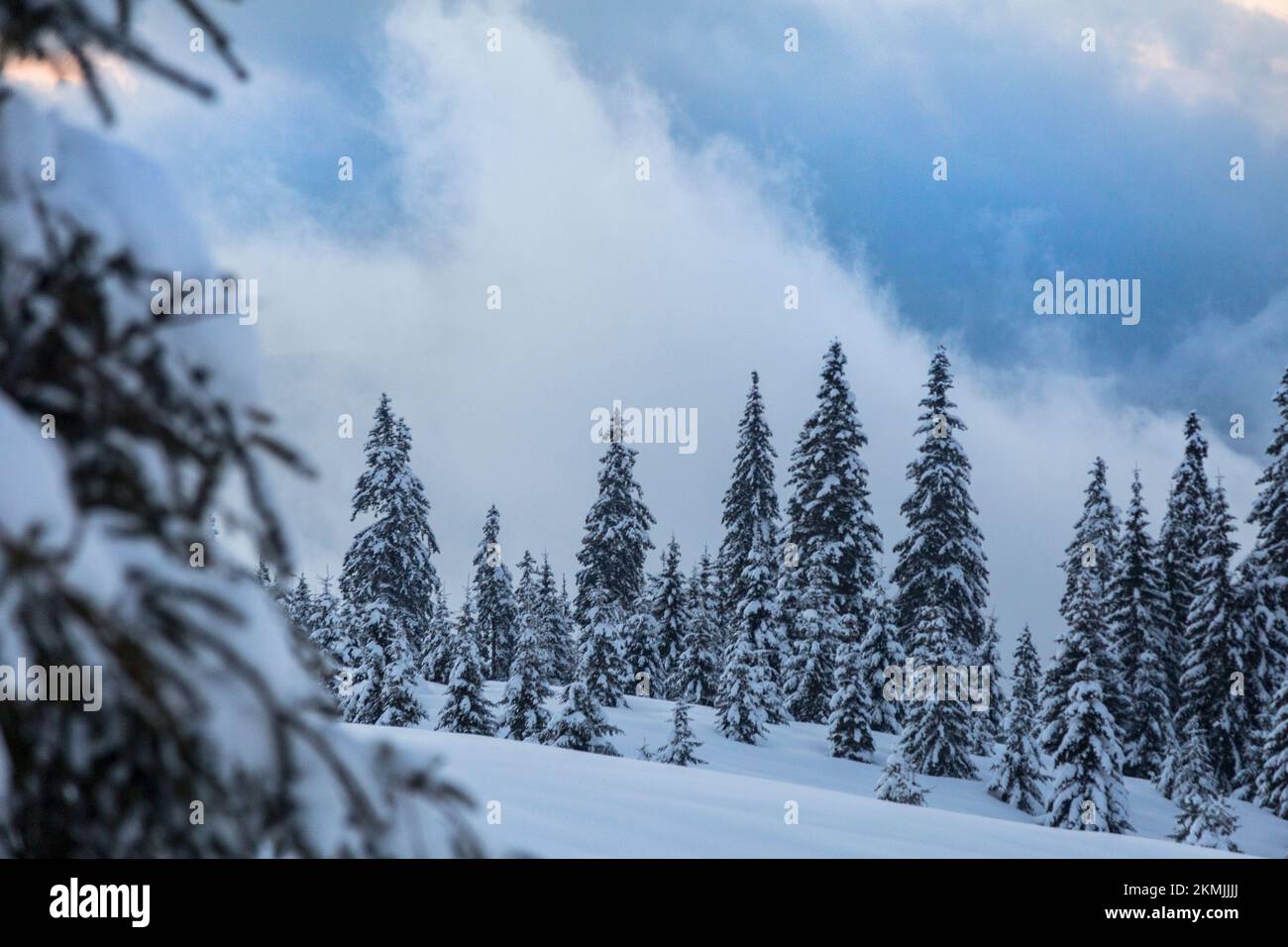 The wall of spruce trees is covered with snow in the winter mountains ...