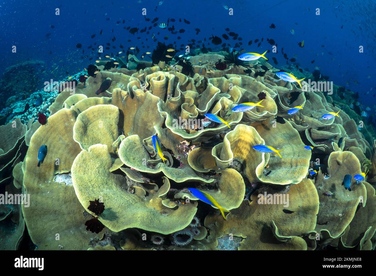 Biodiversity of coral reef system - Asortment of tropical reef fish ...