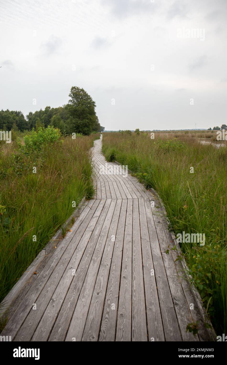 A vertical shot of a wooden pathway surrounded by green grass Stock ...