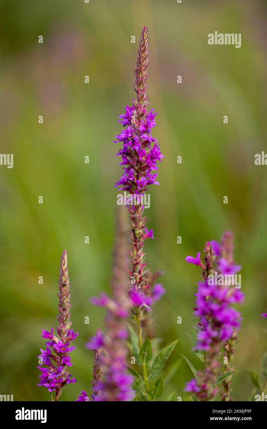 Stalks flowers hi-res stock photography and images - Alamy