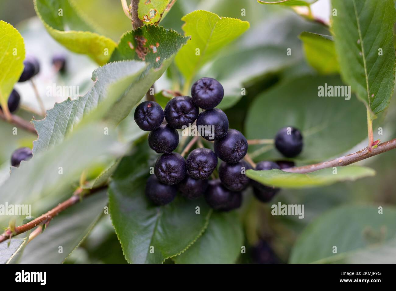 Dark purple inedible berries growing in a cluster on a bush Stock Photo ...