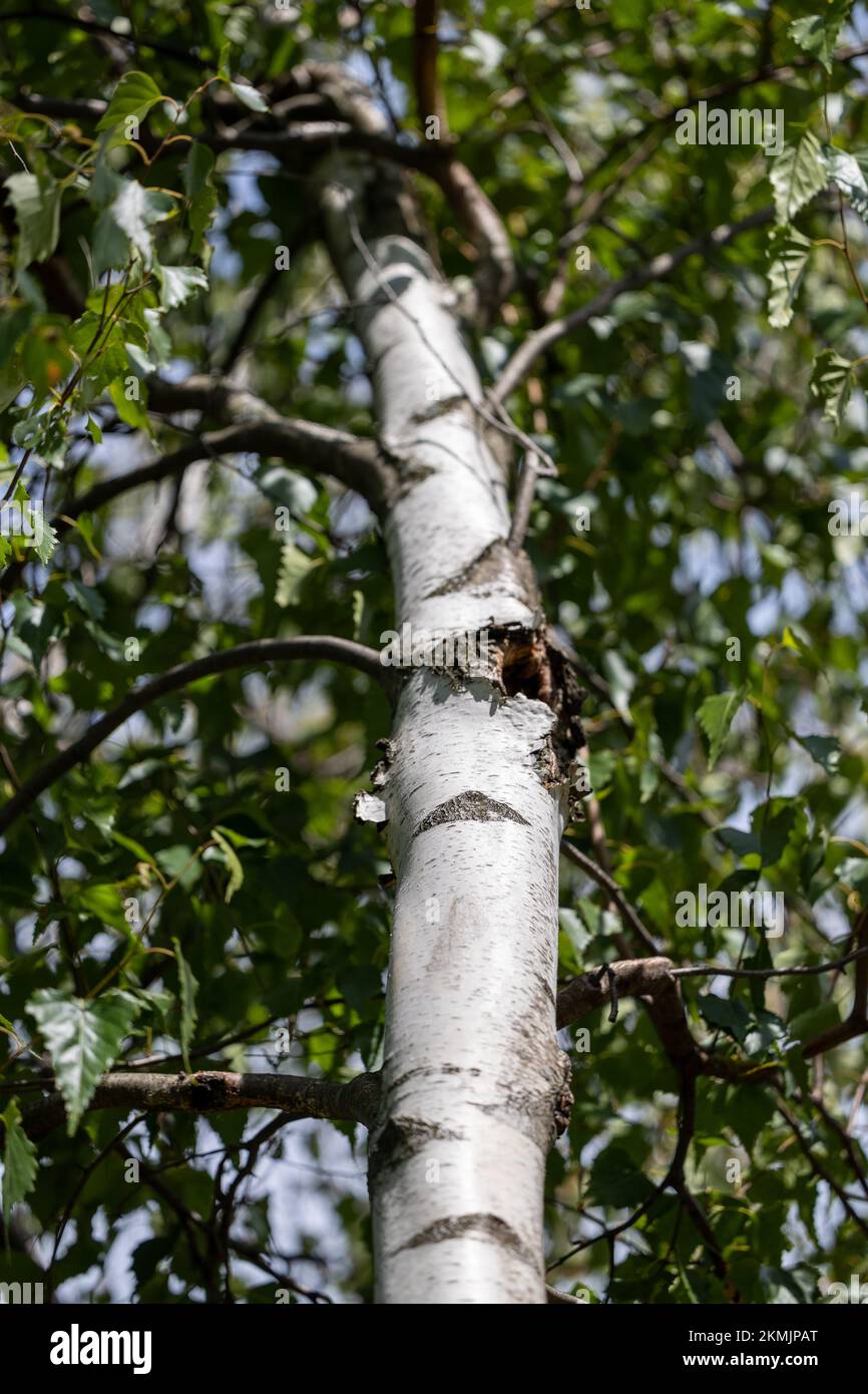 A white birch tree trunk with branches full of leaves Stock Photo - Alamy