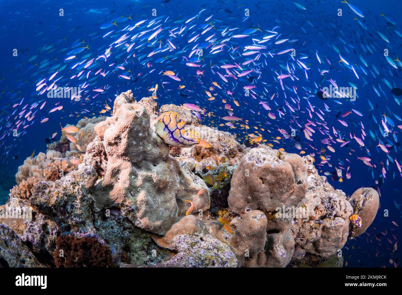 Biodiversity of coral reef system - Asortment of tropical reef fish ...