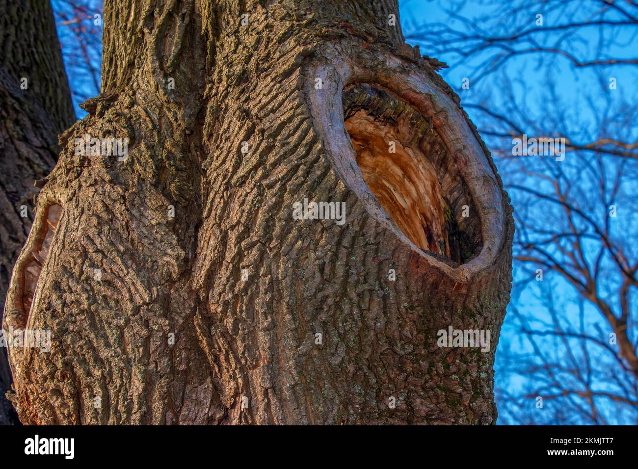 Maple bark close-up. Acer barrel texture. Background from living wood ...