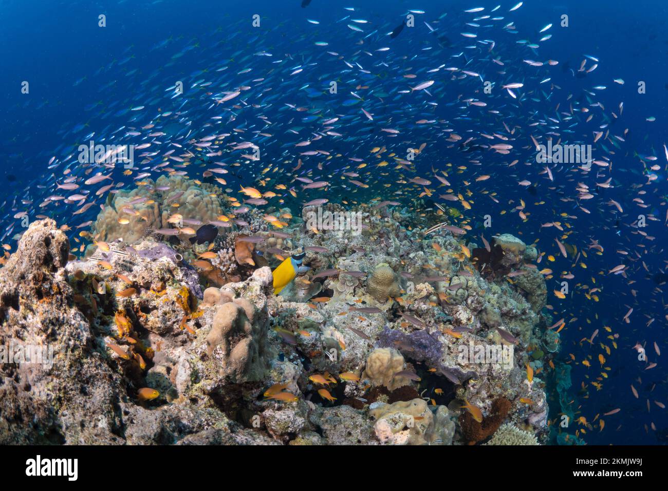 Biodiversity of coral reef system - Asortment of tropical reef fish ...